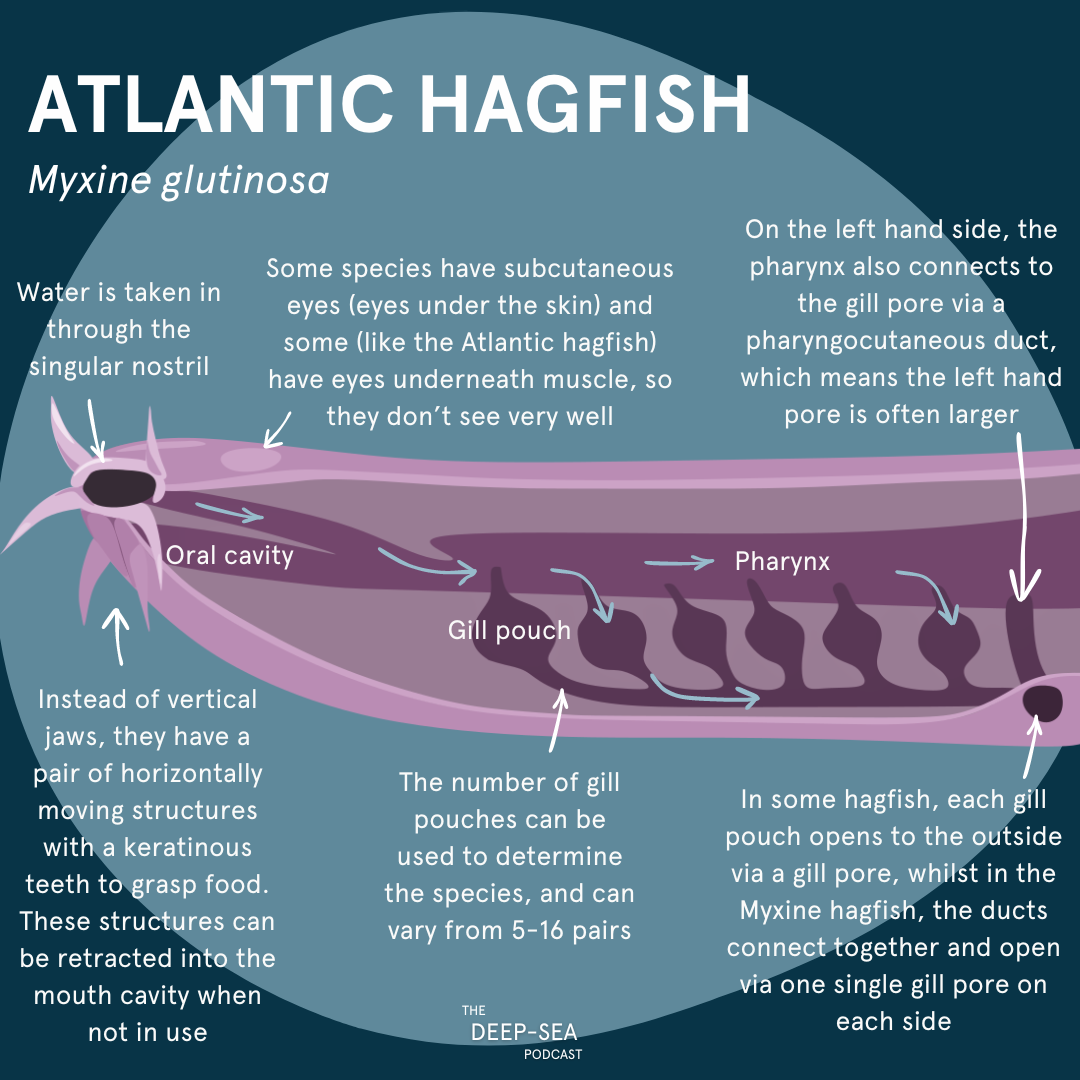 Highlighting the hagfish: misunderstood or monster from the deep ...