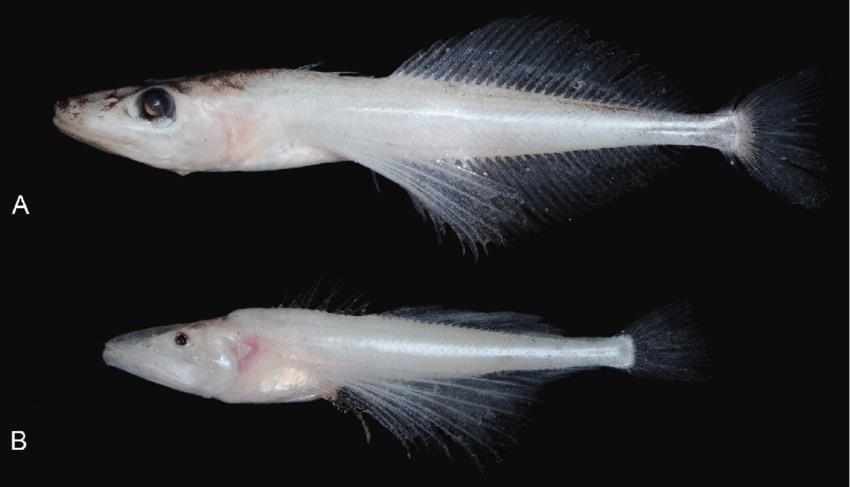 Baikal: Diving into the world's deepest lake — Armatus Oceanic