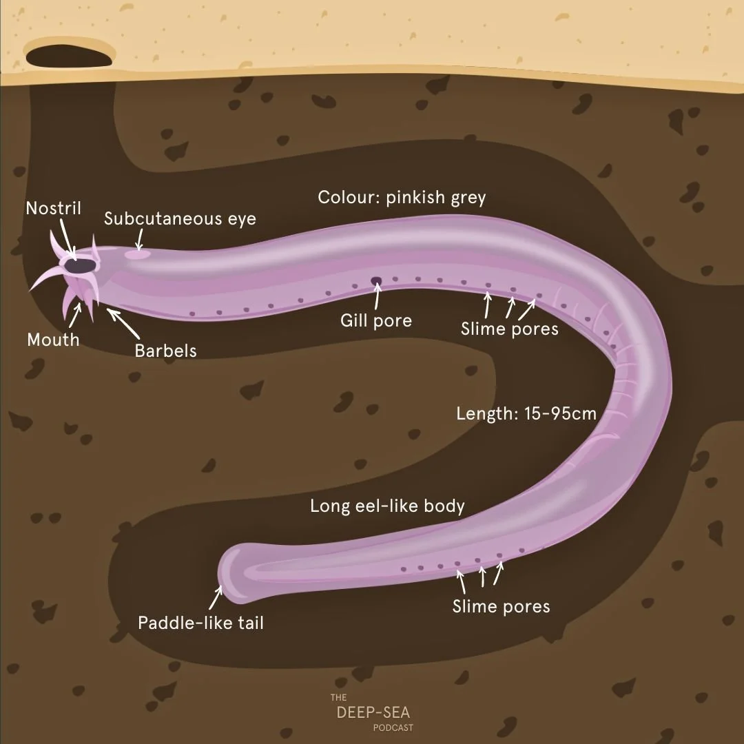 Highlighting the hagfish: misunderstood or monster from the deep ...