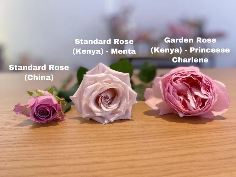 Flower Guide: Standard vs Garden Roses — Botany Studio