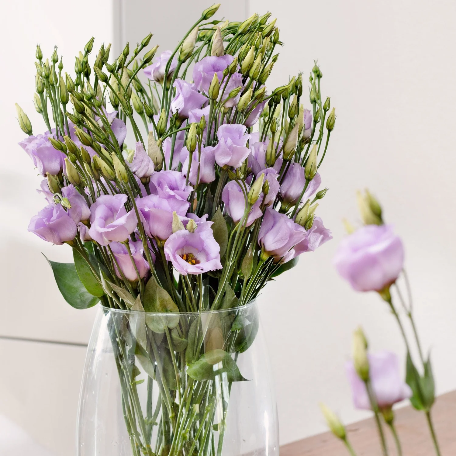 Types of Long Lasting Cut Flowers in Singapore — Botany Studio
