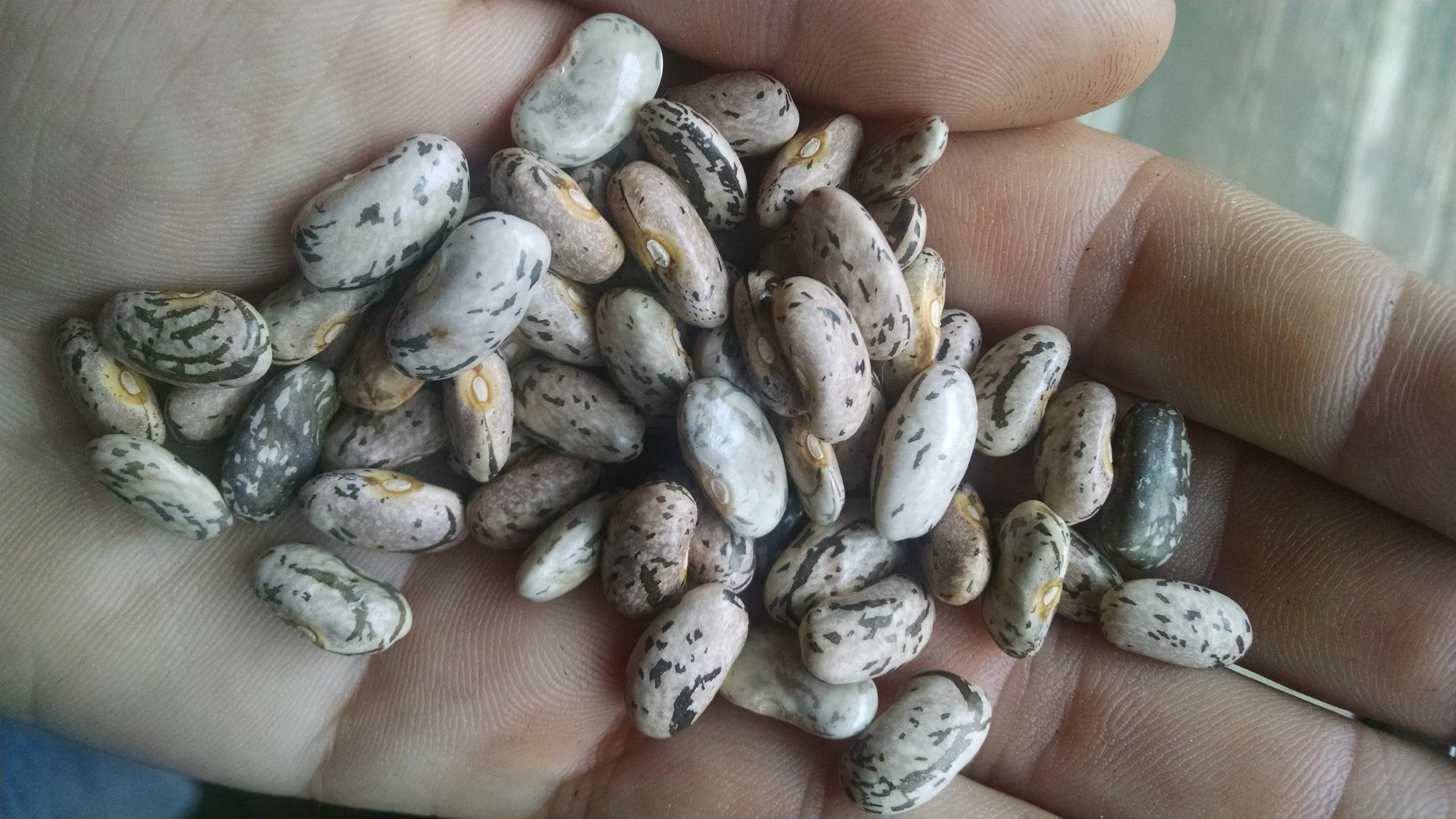 Phocas Seeds Vegetable & Herb Seeds