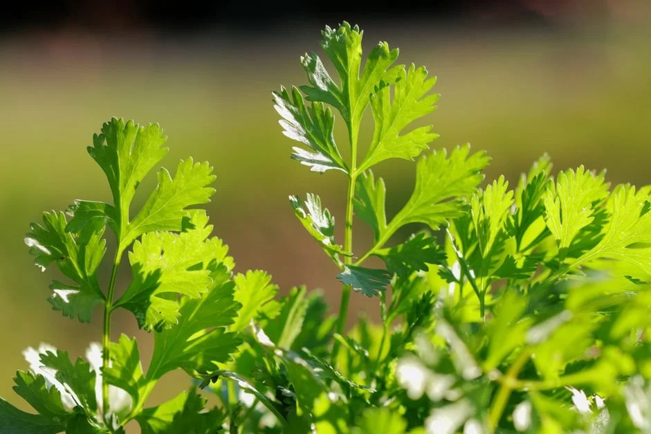 Phocas Seeds Vegetable & Herb Seeds