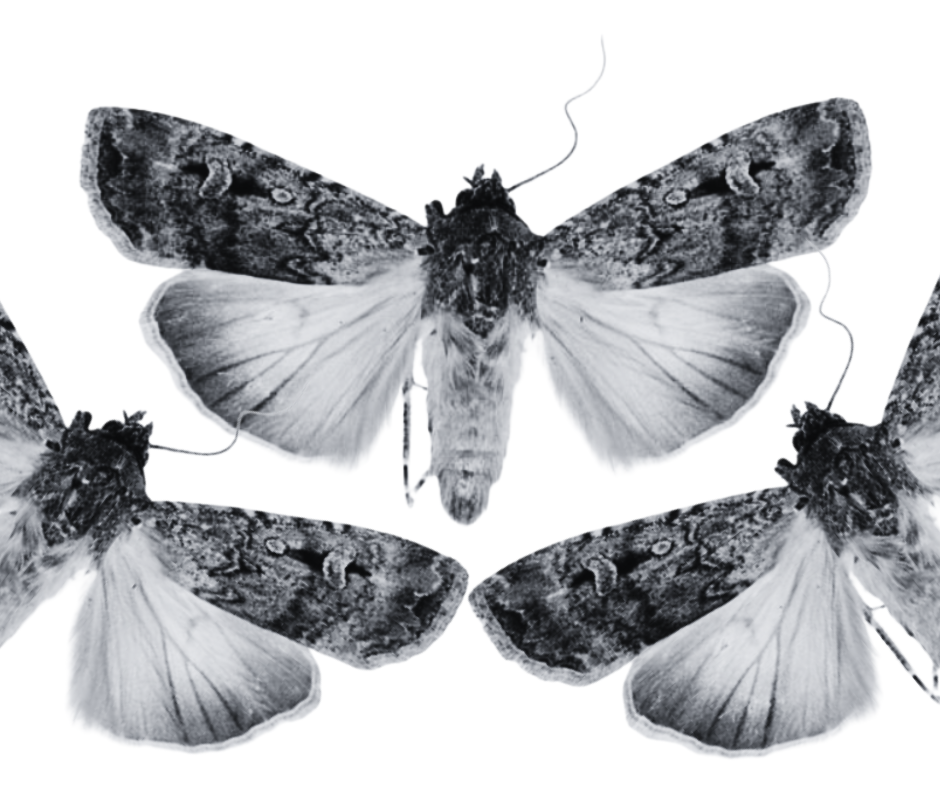 Biodiversity — SEE-Change - Change for Society, Environment and Economy