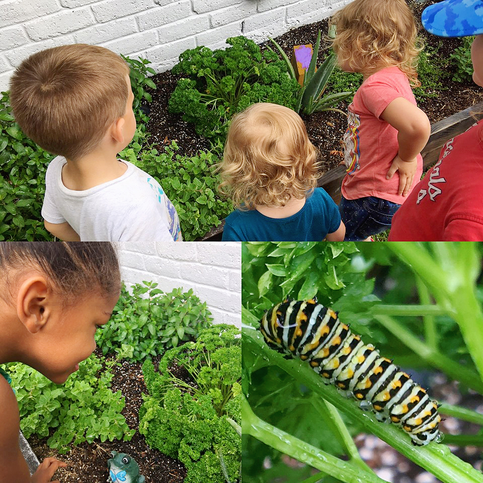 Firefly Community School