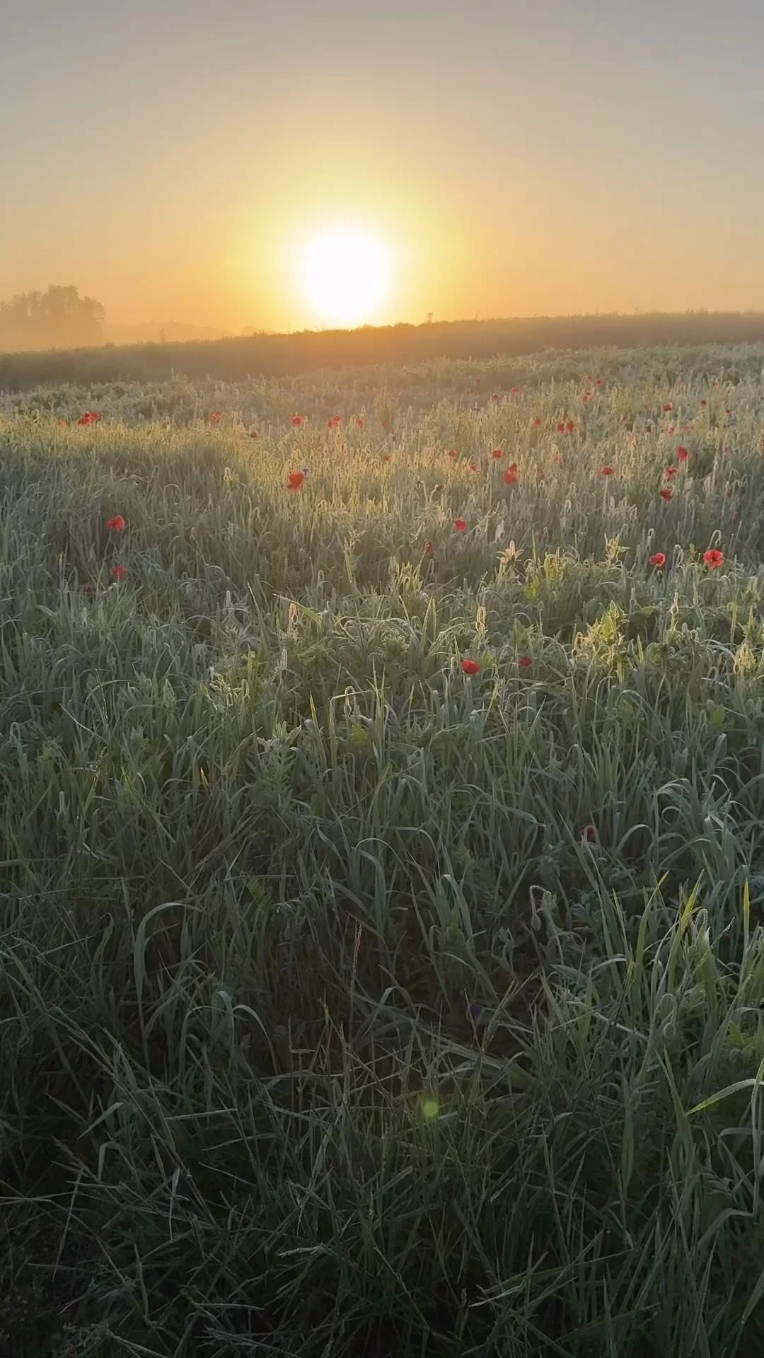 Visit The Flower Fields at River Bend Blooms — River Bend Blooms