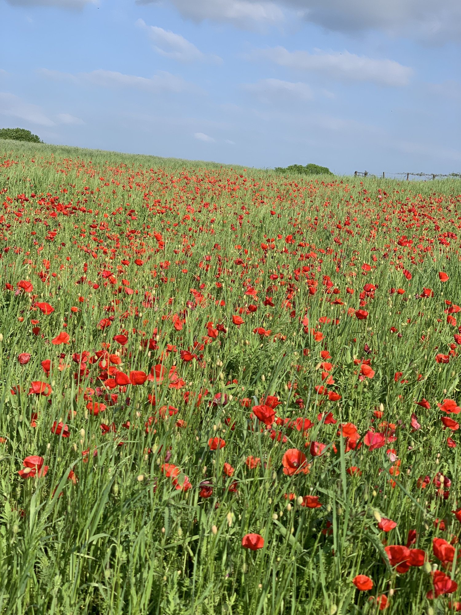 Visit The Flower Fields at River Bend Blooms — River Bend Blooms