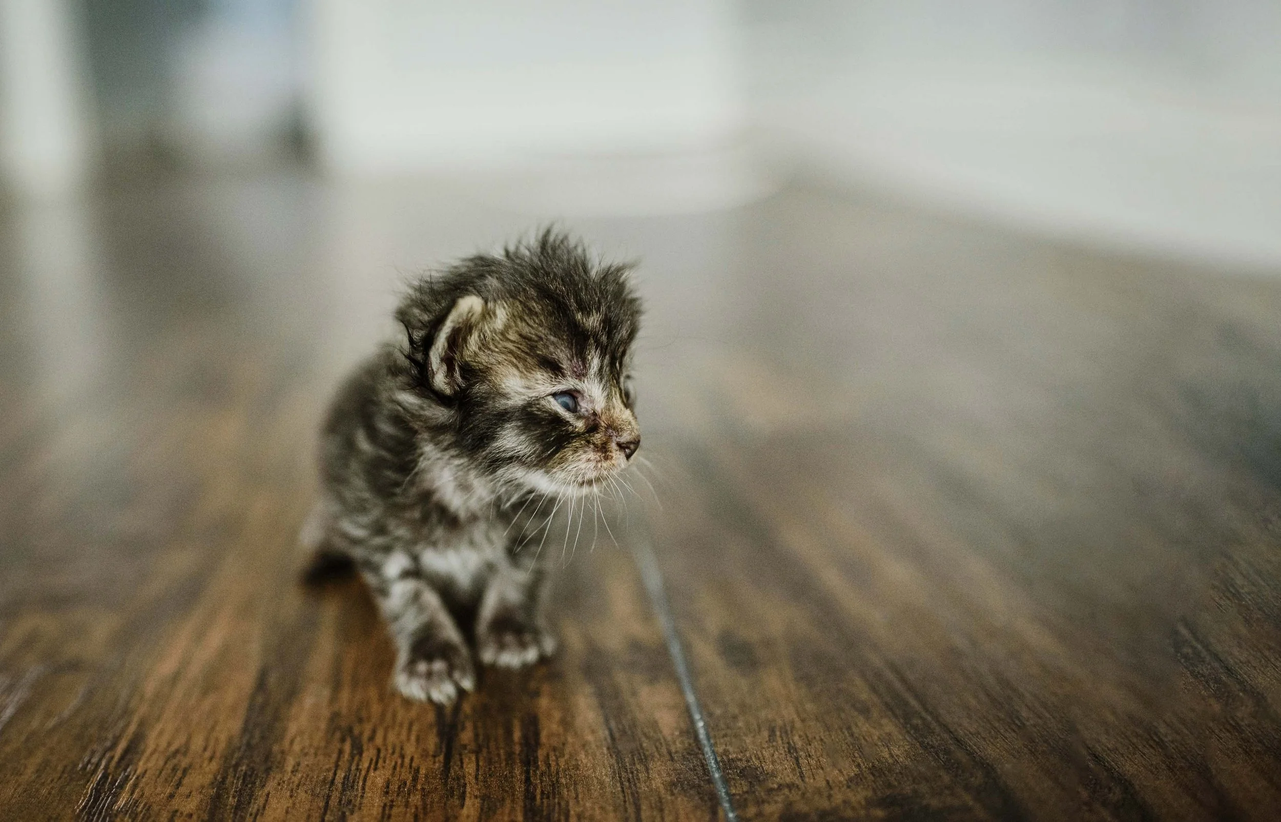 Yana’s Photos | Portrait, Headshot & Commercial Photographer – Los ...