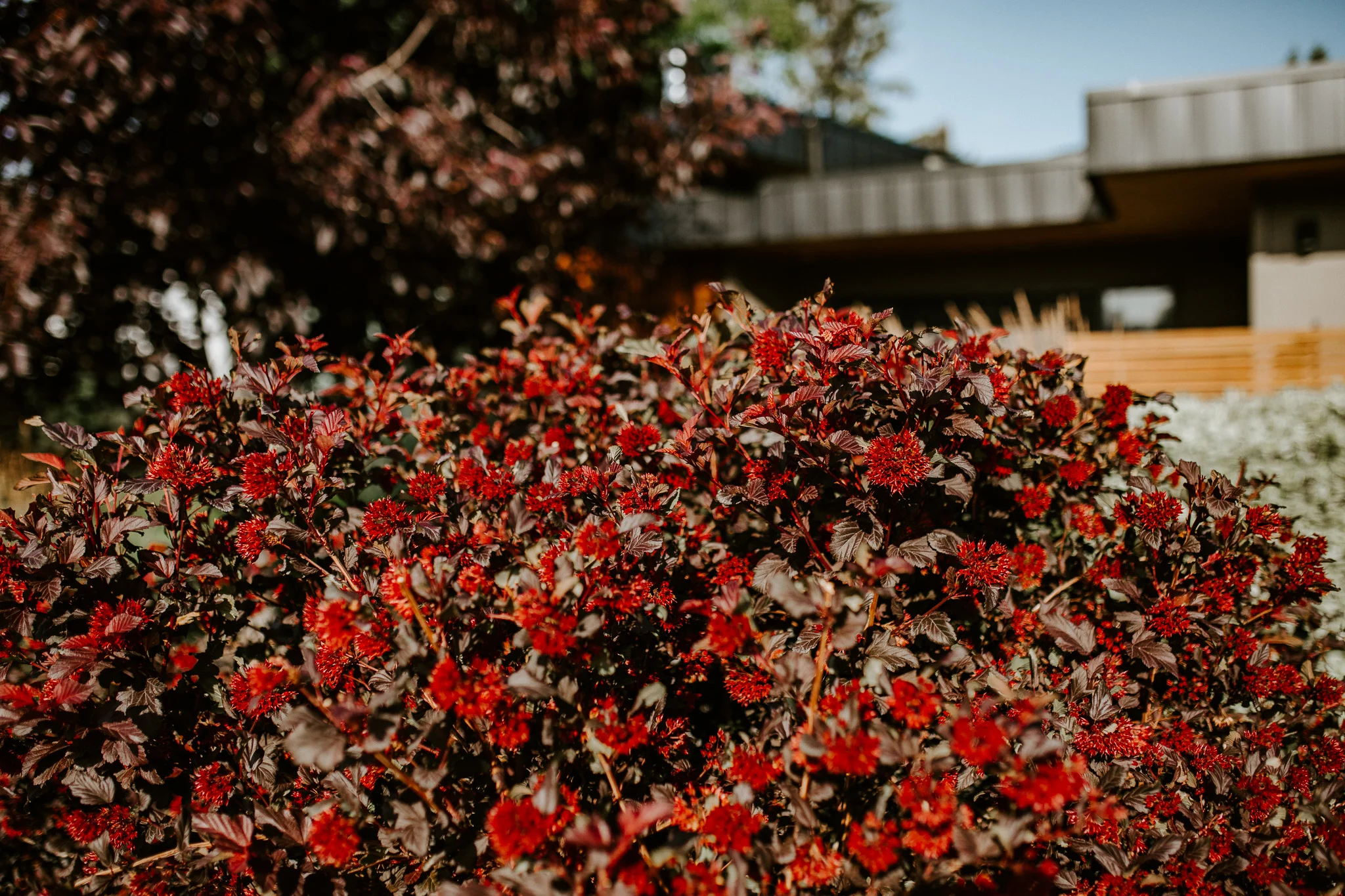 Gallery — Indigo Gardens