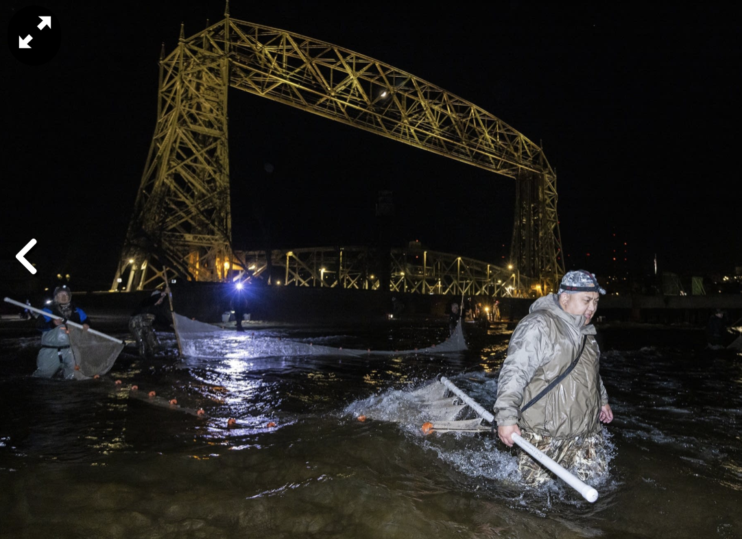 Tradition: Annual smelt run — Disqus Refugees