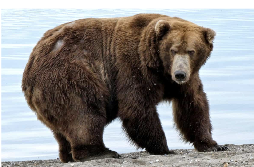 Ursus rotundus — Disqus Refugees