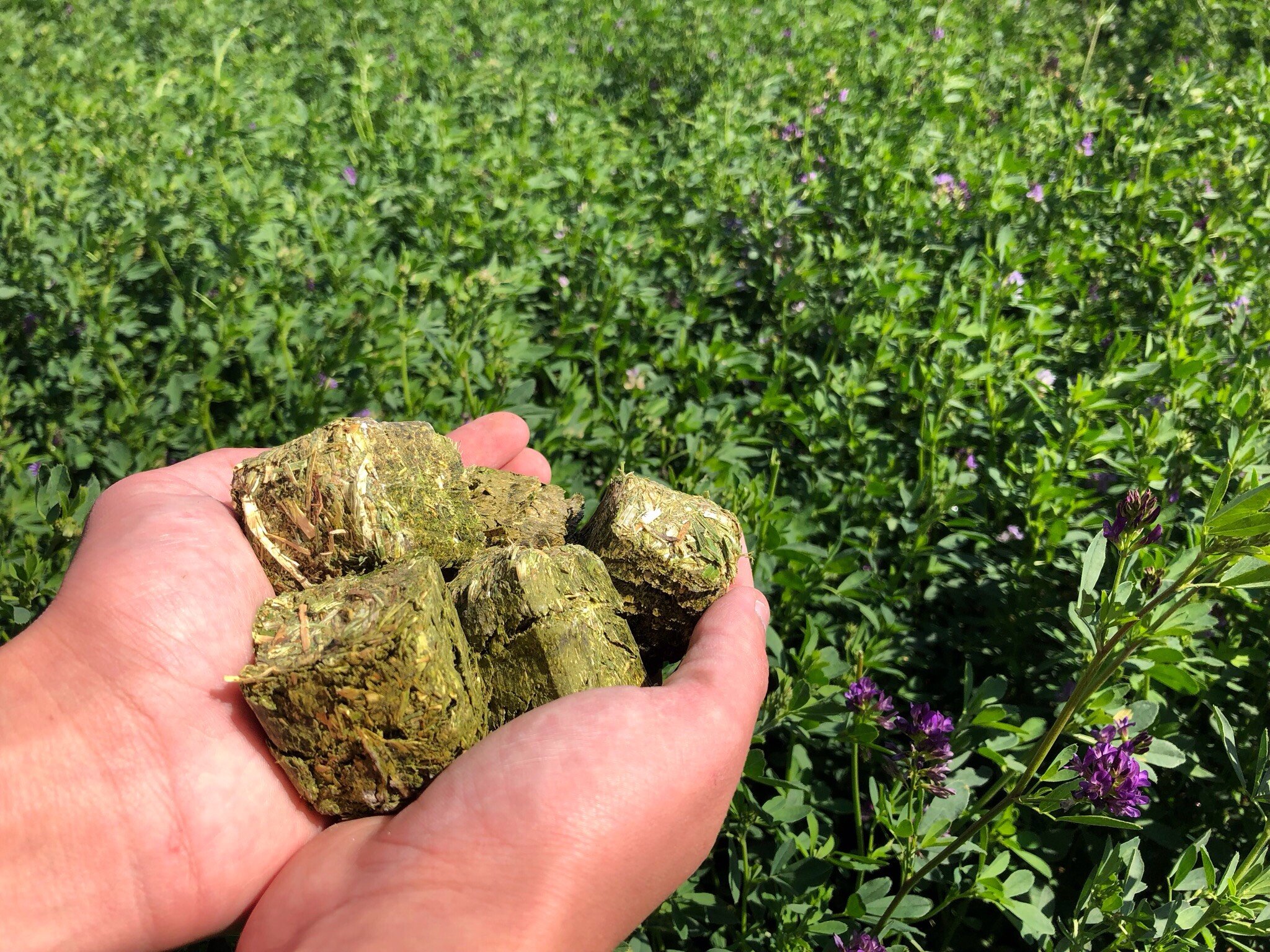 Sun Cured Alfalfa Cubes