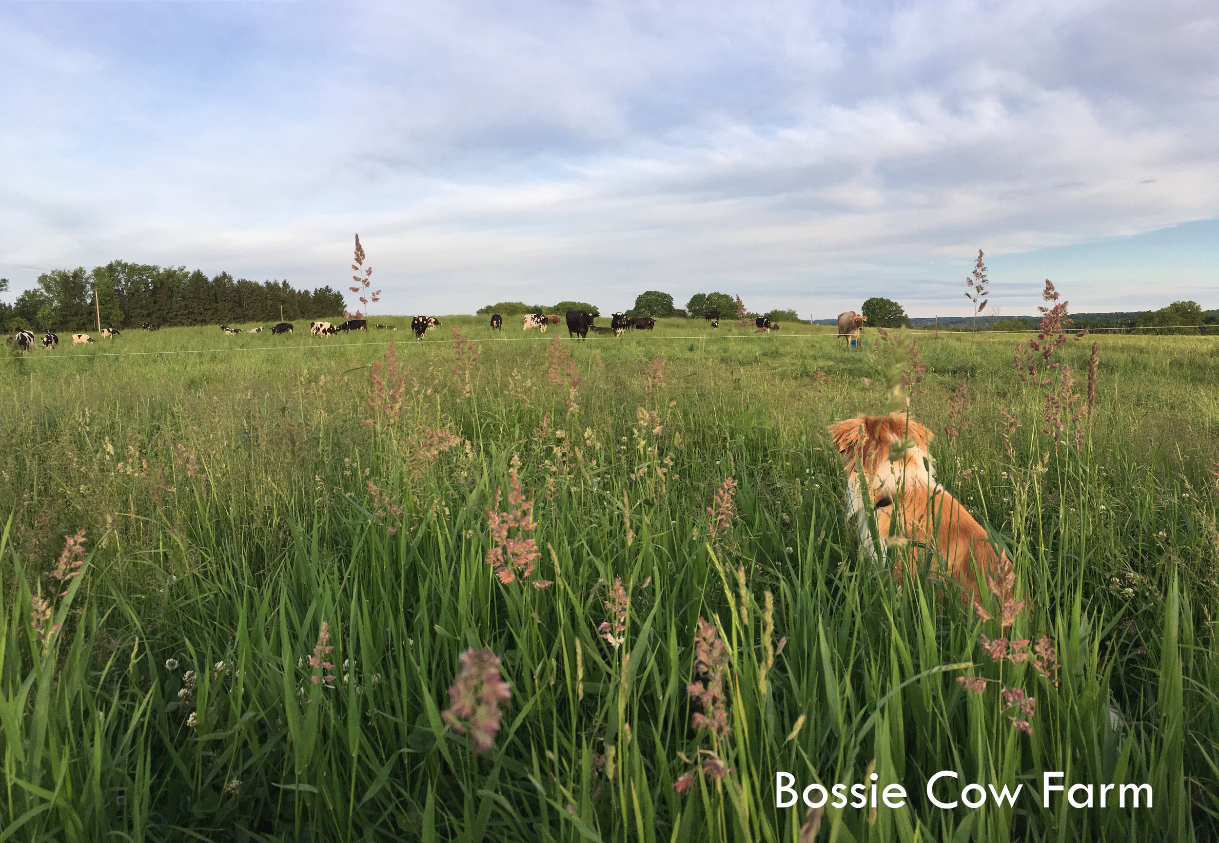 Bossie Cow Farm