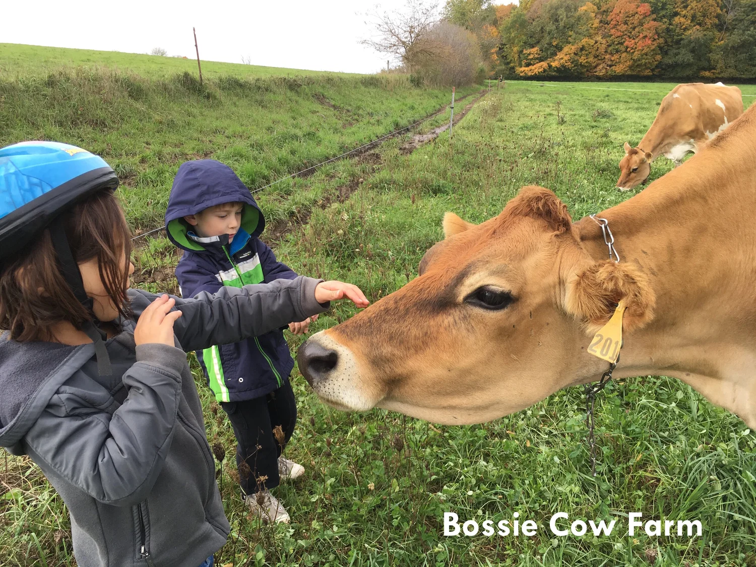 Bossie Cow Farm
