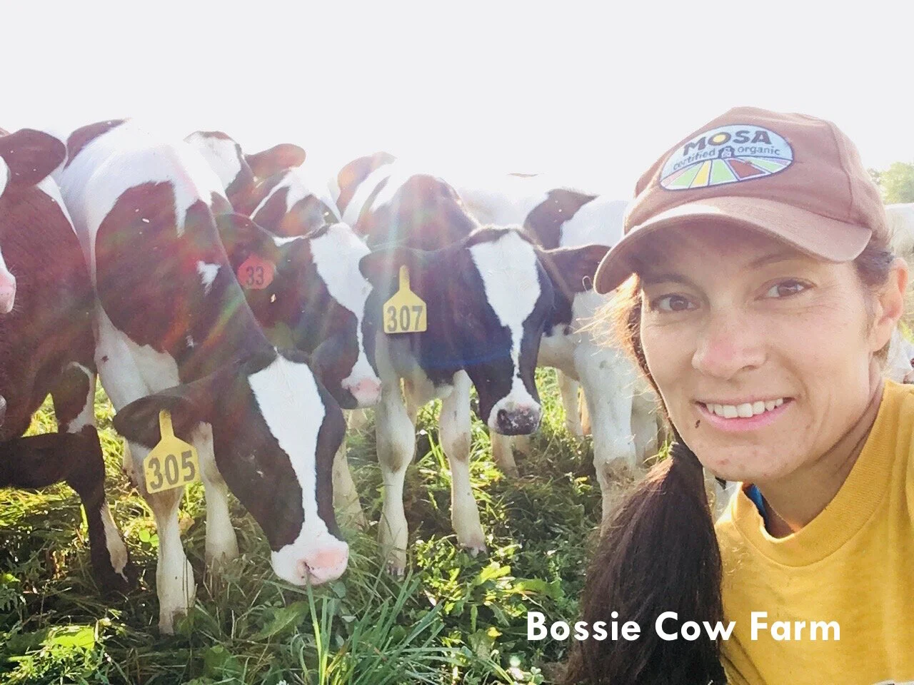 Bossie Cow Farm