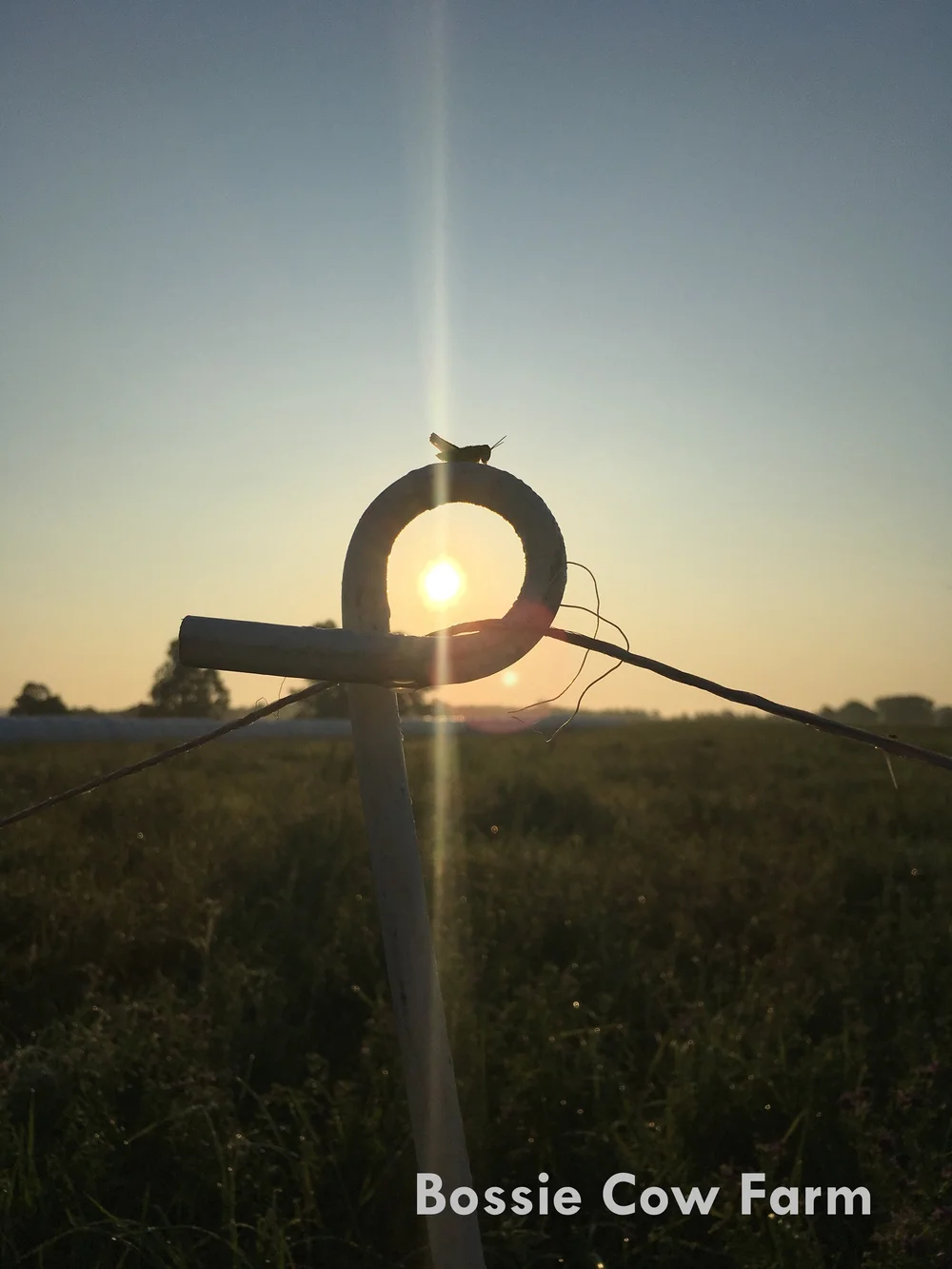 Bossie Cow Farm