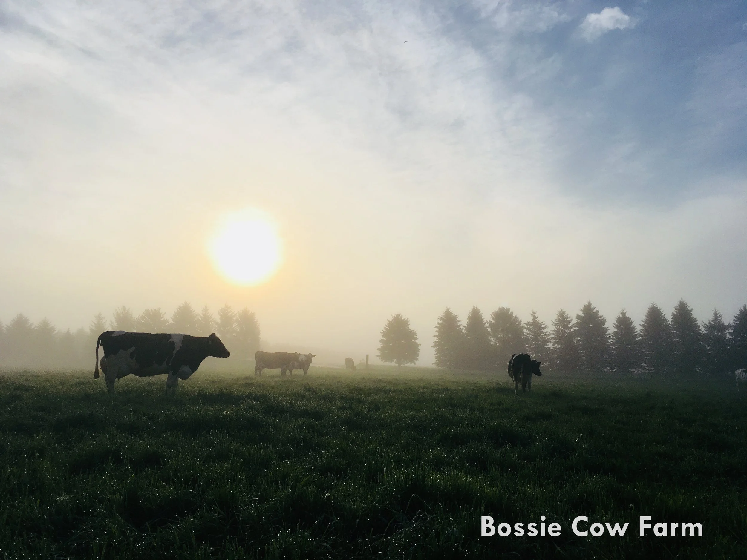 Bossie Cow Farm