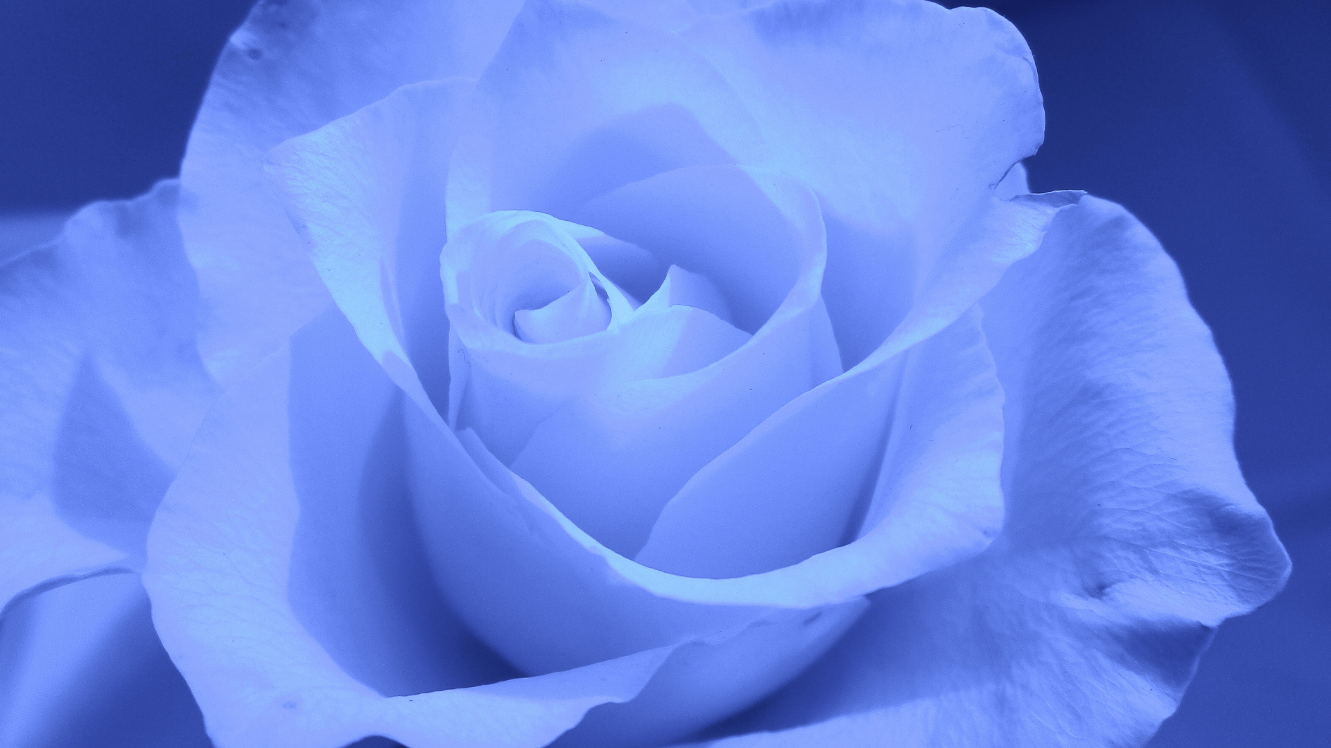 Blue Rose Healing | Teachings of The Magdalene, Melchizedek & The ...