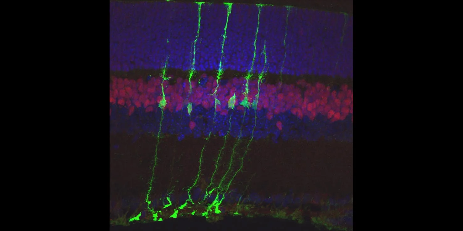 Retinal regeneration from Muller glia — REH lab