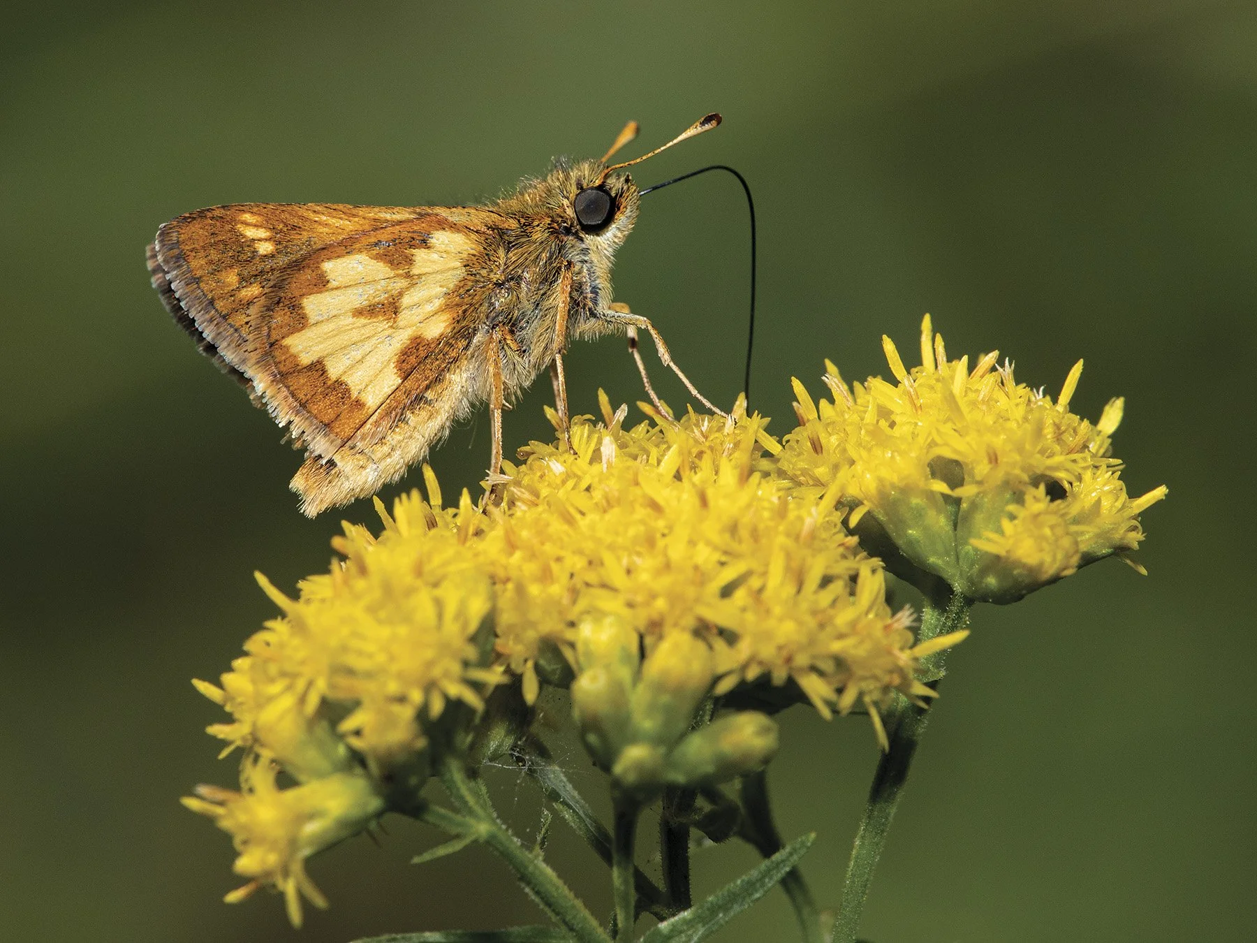 Maine's native butterflies - Butterfly Gardens in Maine | Green ...