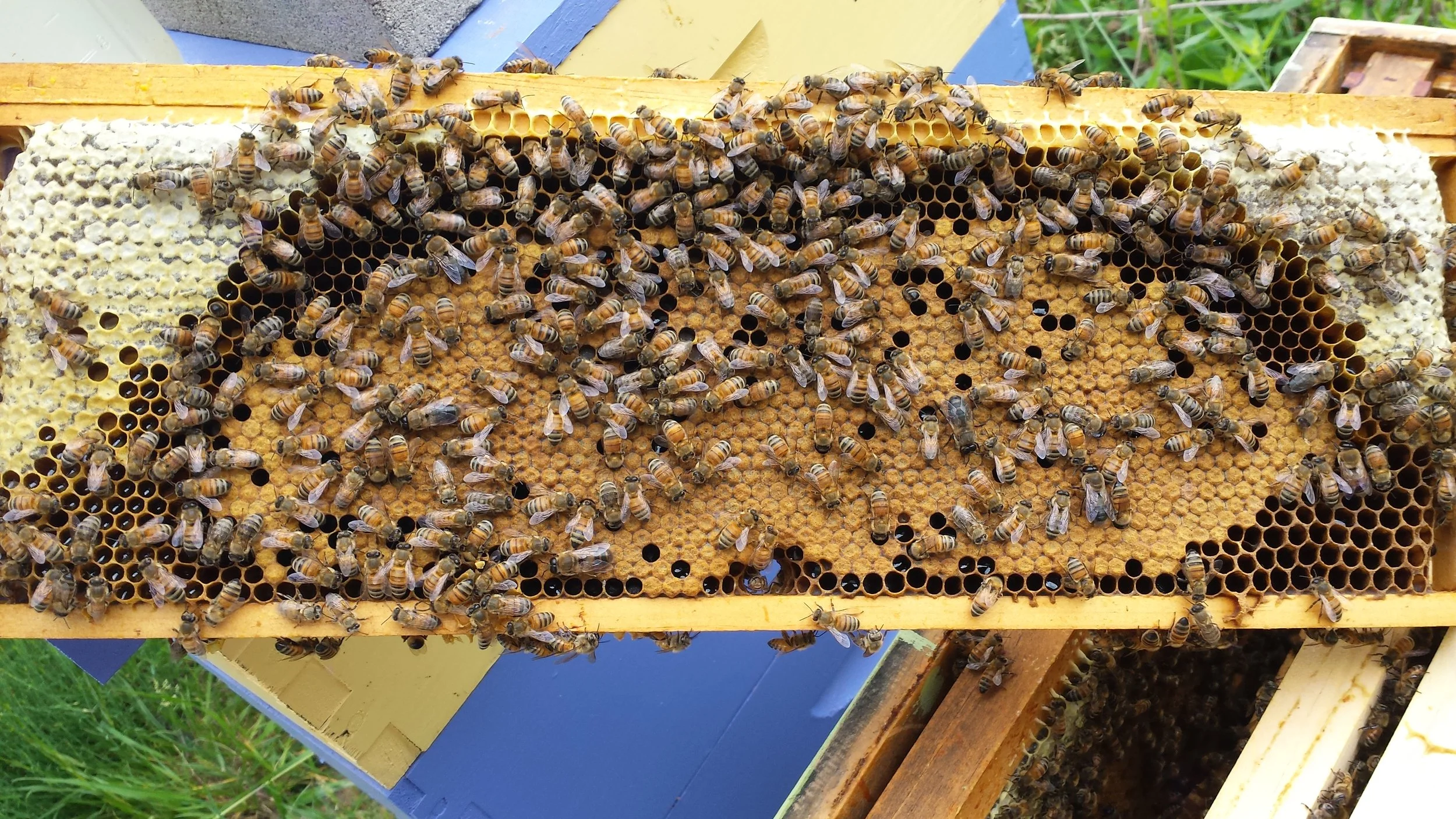 So you want to be a beekeeper? What you need to know | Green & Healthy ...
