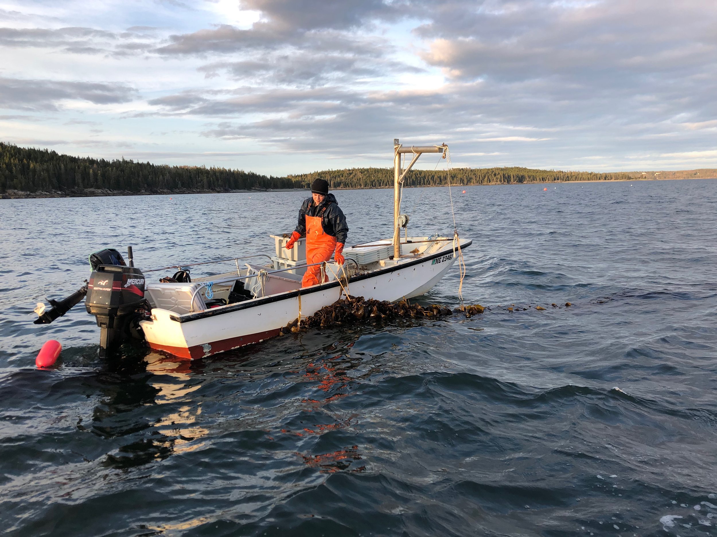 Seaweed, the superfood | Green & Healthy Maine magazine – Happy ...