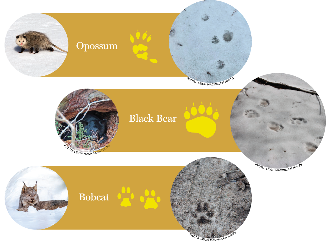 How to track Maine wildlife in winter | Green & Healthy Maine magazine ...