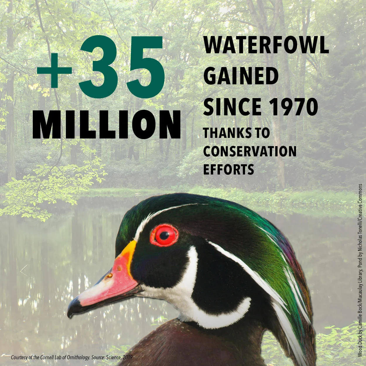Major Findings — #BringBirdsBack
