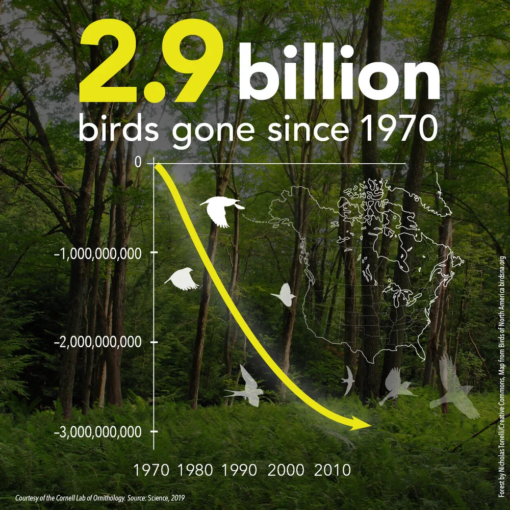 #BringBirdsBack