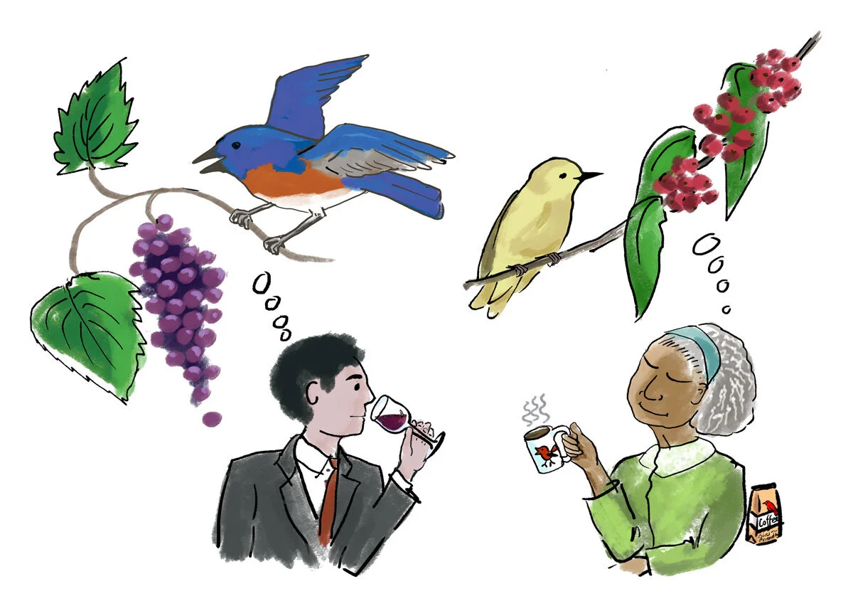 Why Birds Matter — #BringBirdsBack
