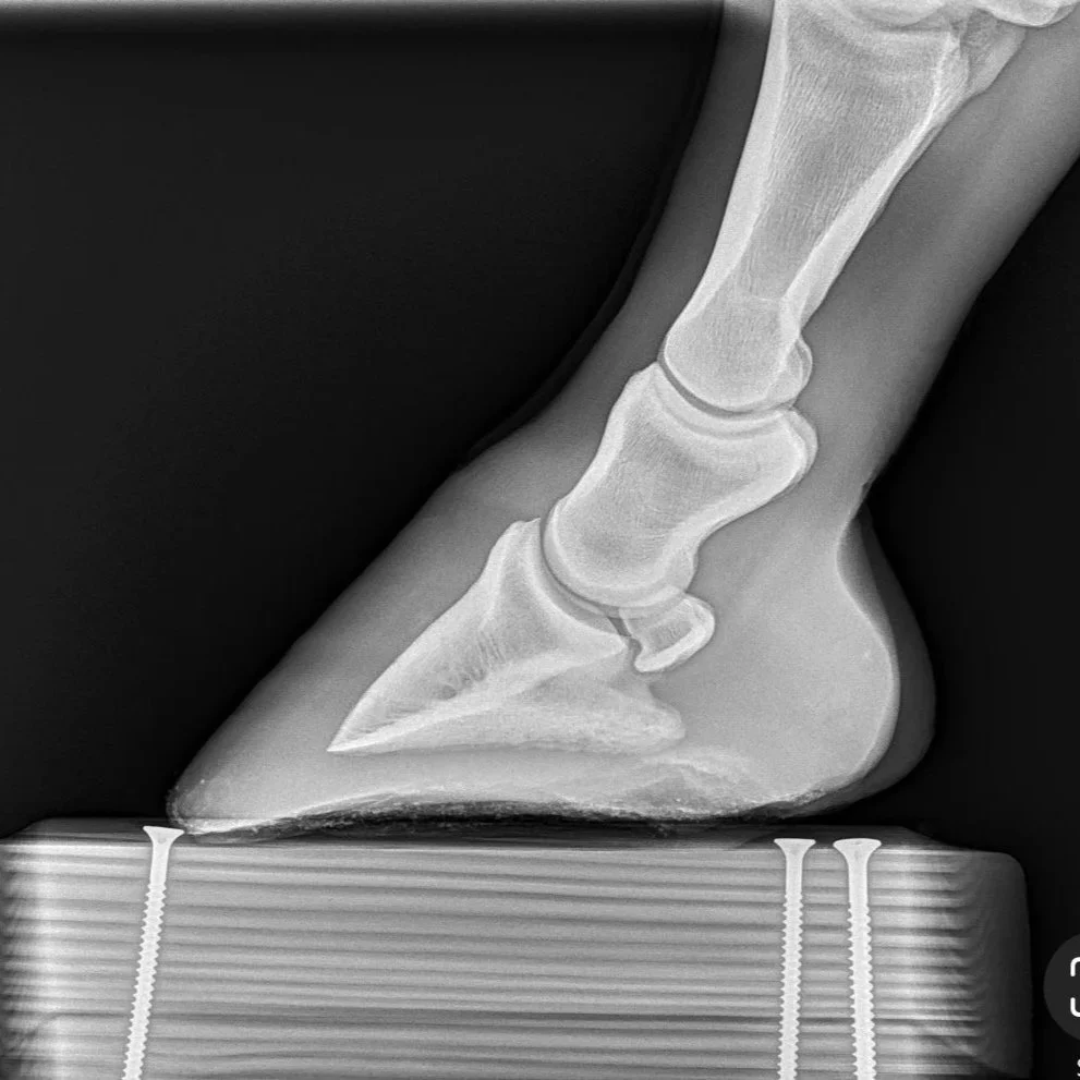 Negative Plantar (or palmar) Angle in Horses: Why It Matters and How to ...