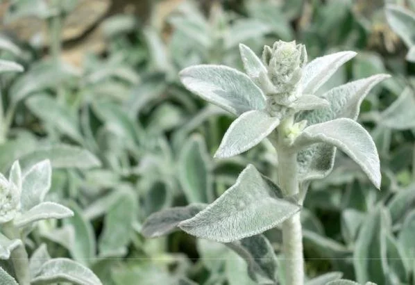 15 Best Native Plants for NC — Thorpe Landscapes NC