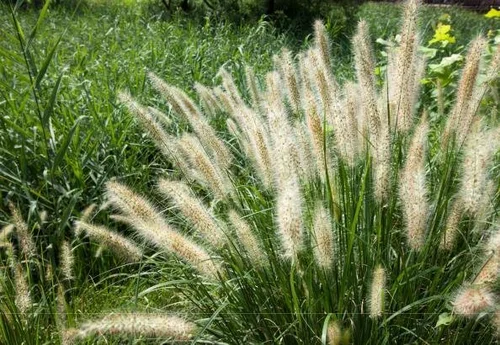 15 Best Native Plants for NC — Thorpe Landscapes NC