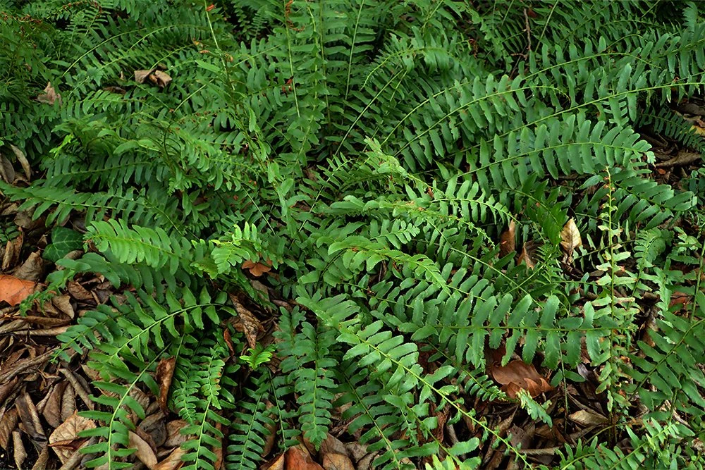 15 Best Native Plants for Asheville (Zones 7a–7b) — Thorpe Landscapes NC