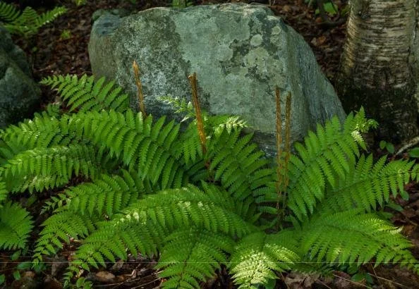 15 Best Native Plants for NC — Thorpe Landscapes NC