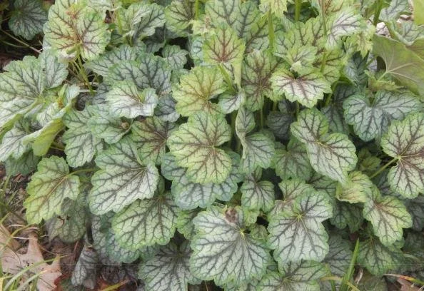 15 Best Native Plants for NC — Thorpe Landscapes NC