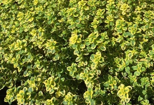 15 Best Native Plants for NC — Thorpe Landscapes NC