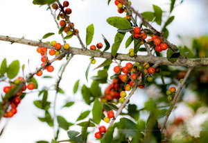 15 Best Native Plants for NC — Thorpe Landscapes NC