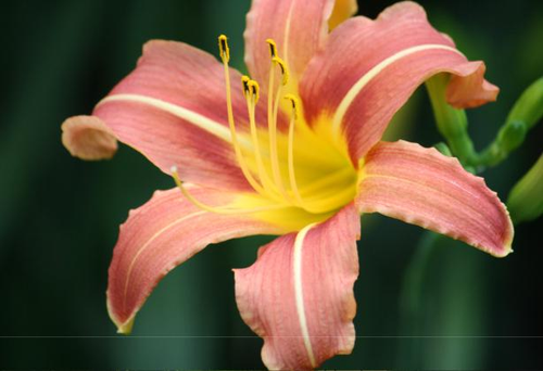 15 Best Native Plants for NC — Thorpe Landscapes NC