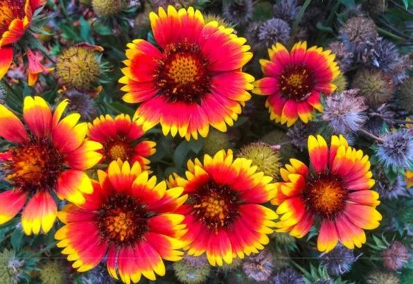 15 Best Native Plants for NC — Thorpe Landscapes NC