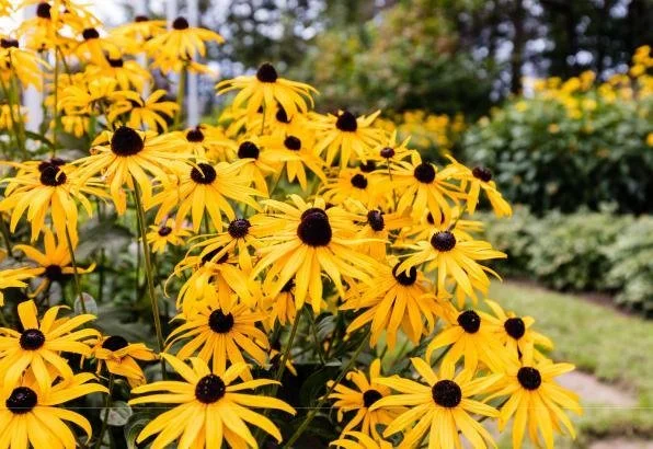 15 Best Native Plants for NC — Thorpe Landscapes NC