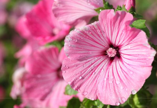 15 Best Native Plants for NC — Thorpe Landscapes NC