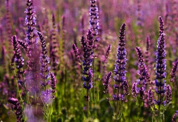 15 Best Native Plants for NC — Thorpe Landscapes NC