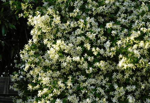 15 Best Native Plants for NC — Thorpe Landscapes NC