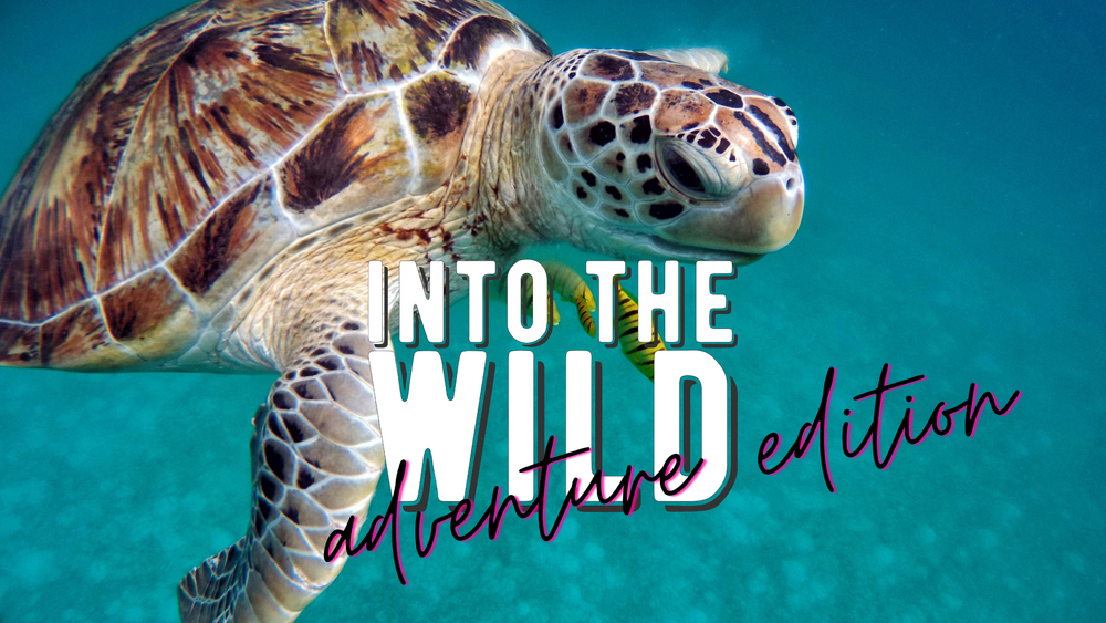 Bali and Lombok ADVENTURE EDITION- November 7-14, 2025 — Into the Wild ...