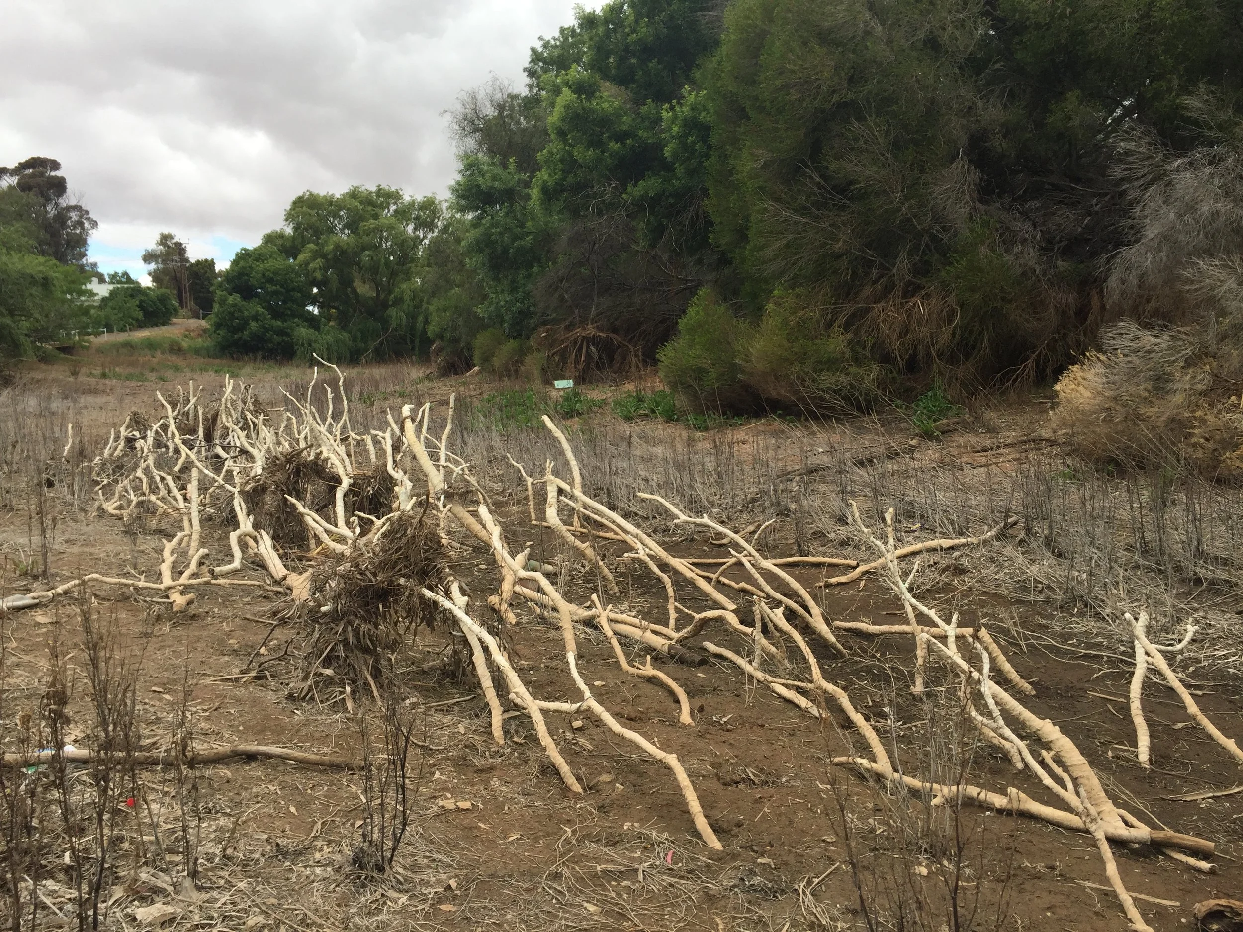 Disturbing a silent voice — Gail Hocking