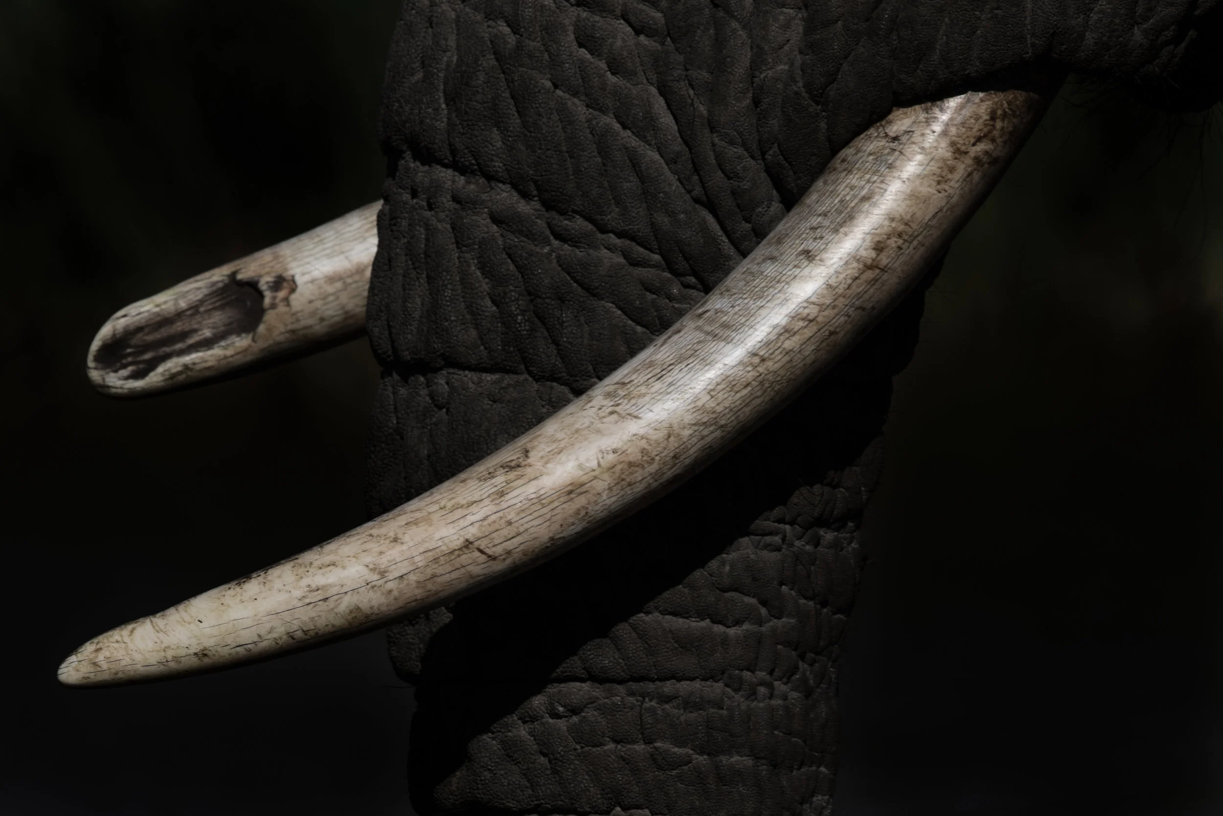 Säugetiere Afrikas — Matthias Kern