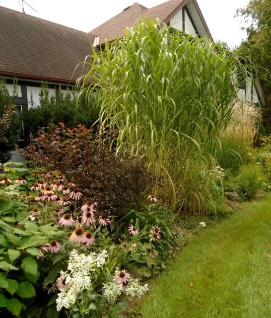 Giant Miscanthus Grass Miscanthus x giganteus — Food Forest Farm