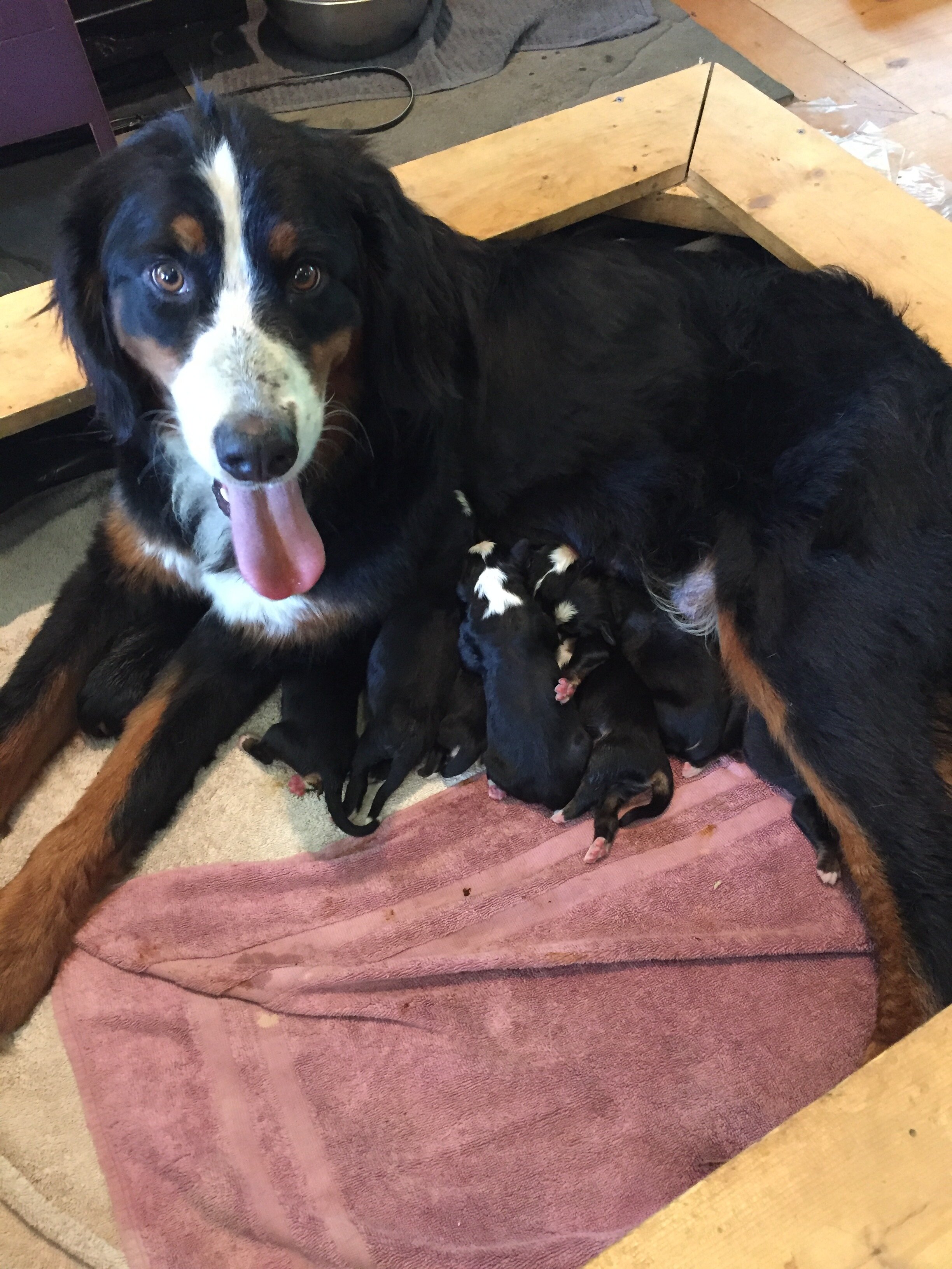 Bernese mountain dogs — Day Spring Farm