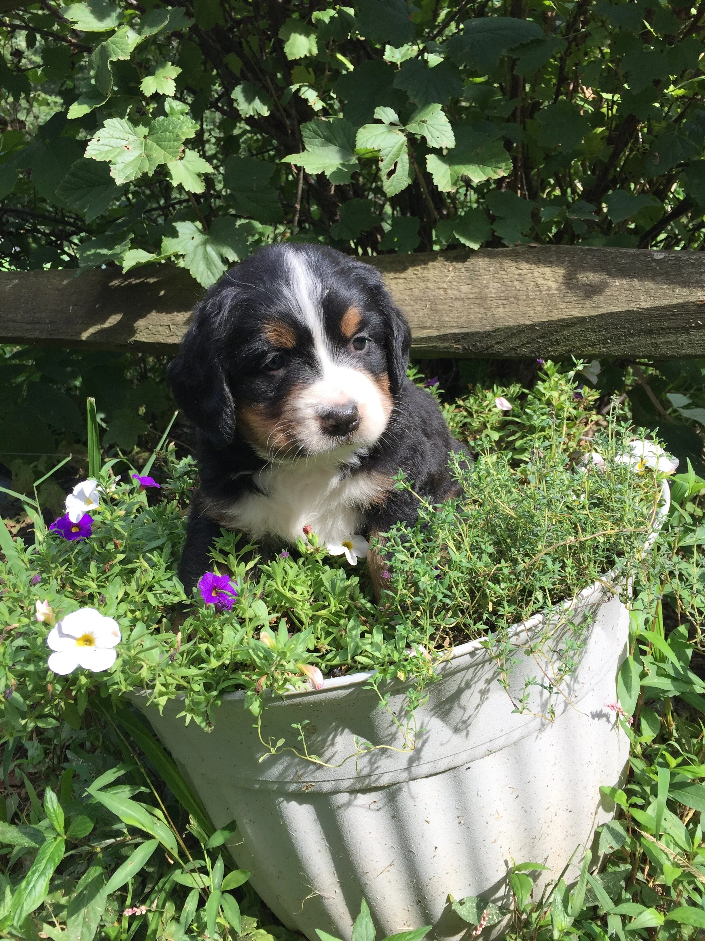 Bernese mountain dogs — Day Spring Farm